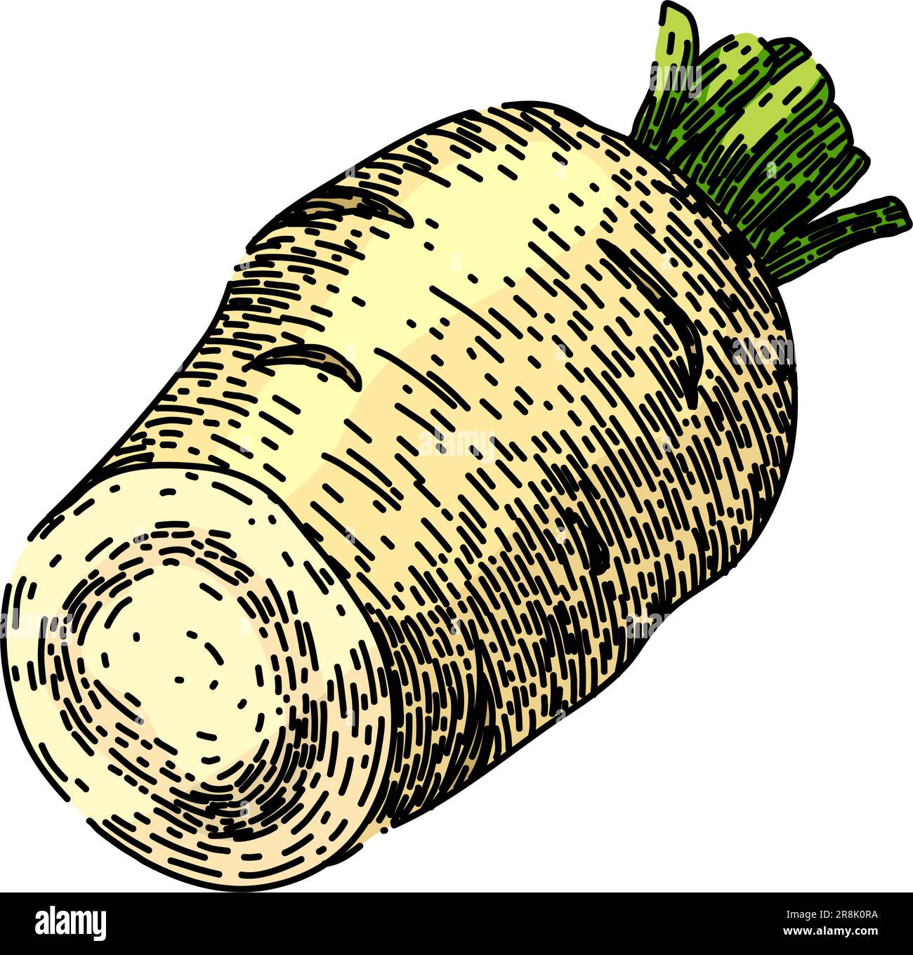 Pastinaca sativa parsnip root Stock Vector Images - Alamy