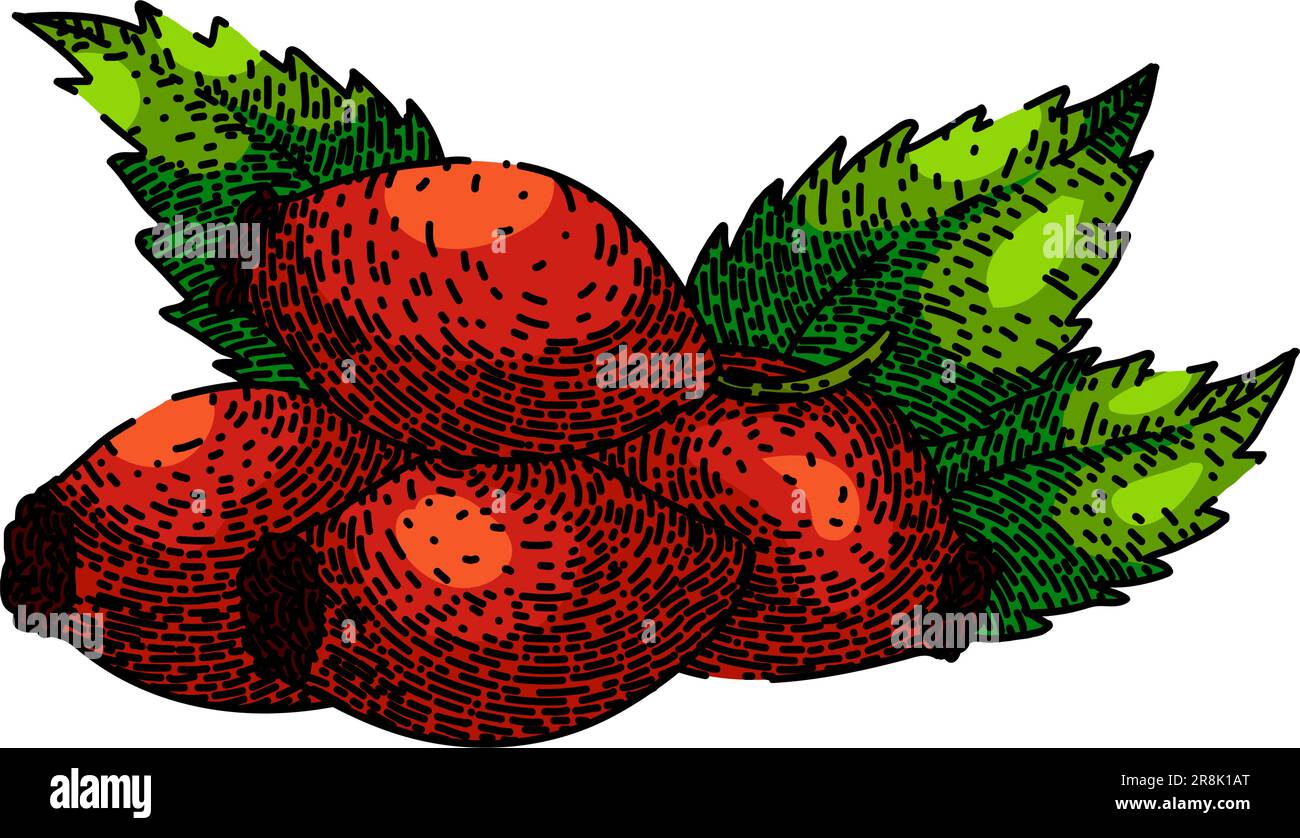 rosehip plant red sketch hand drawn vector Stock Vector Image & Art - Alamy