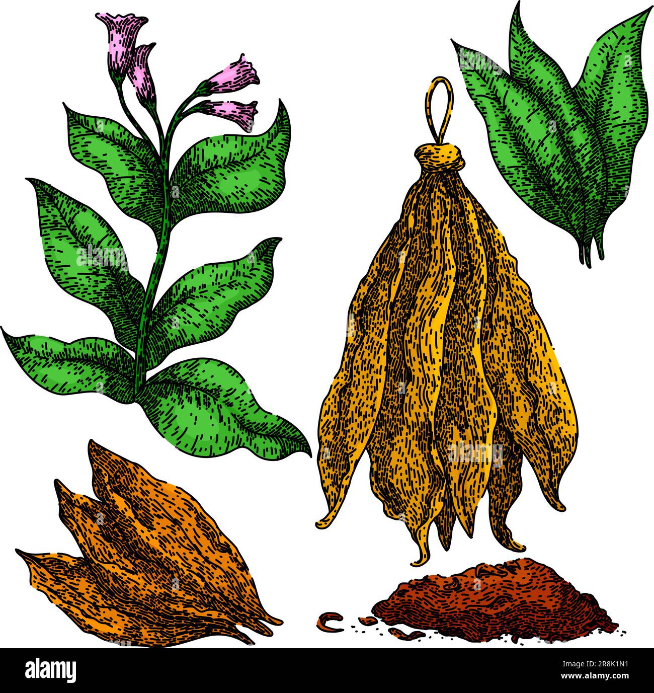 tobacco cigarette smoke set sketch hand drawn vector Stock Vector Image ...