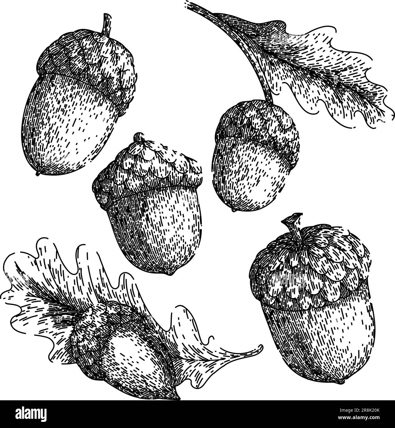 acorn nut set sketch hand drawn vector Stock Vector Image & Art - Alamy