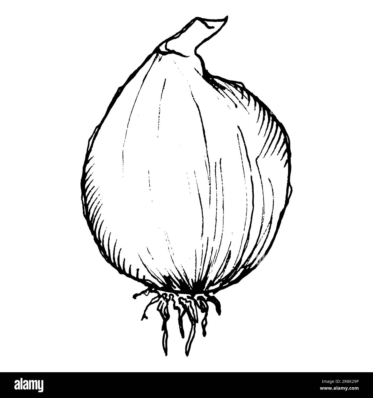 Monochrome spice hot napiform onion vegetable sketched line art vector ...