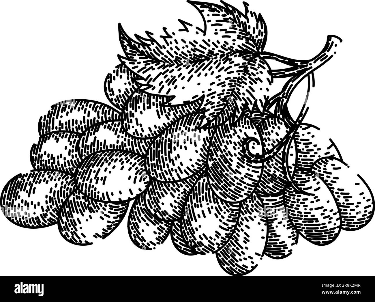 grape bunch blue sketch hand drawn vector Stock Vector Image & Art - Alamy