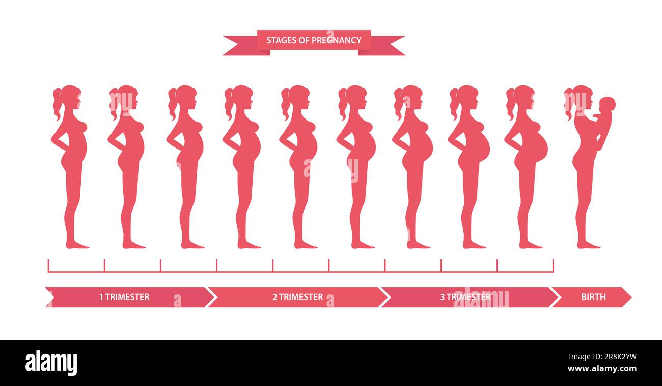 Pregnant woman, stages of pregnancy Stock Vector Image & Art - Alamy