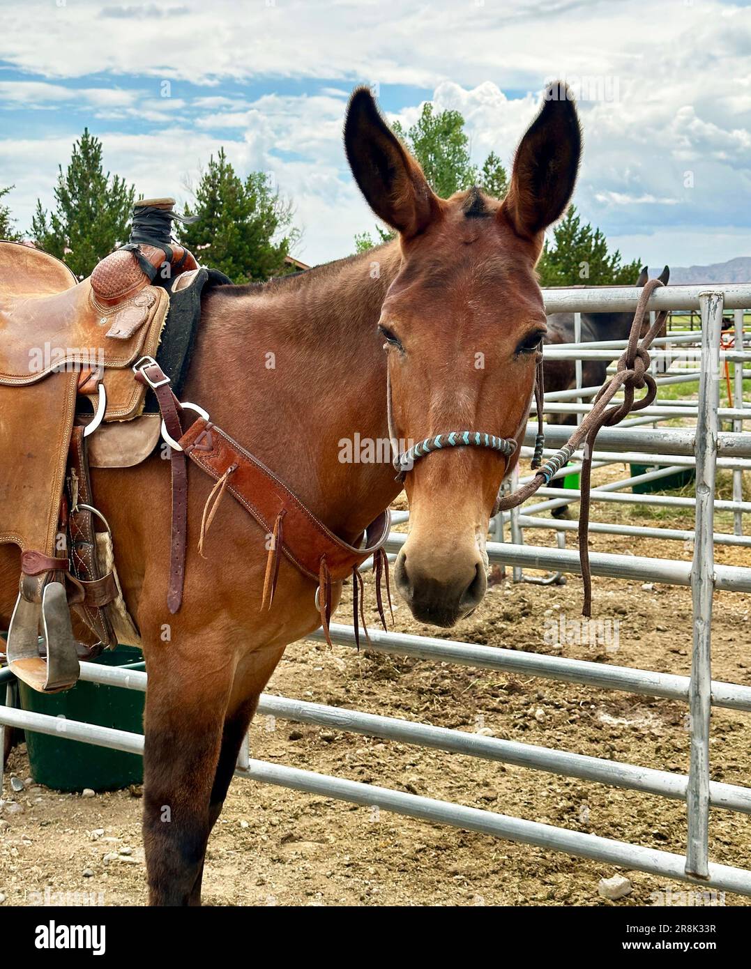 Saddle mule hi-res stock photography and images - Alamy
