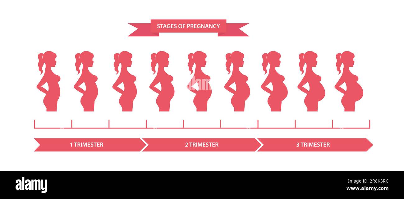 Pregnant Woman Silhouette Stages Of Pregnancy Stock Vector Image And Art Alamy