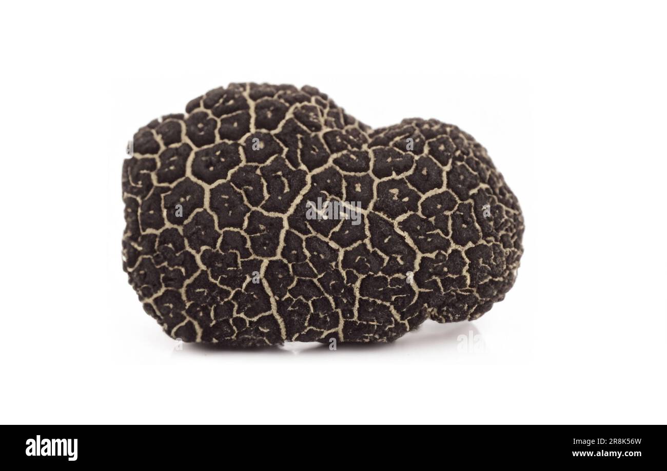 Tuber melanosporum, black truffle isolated on the white background ...