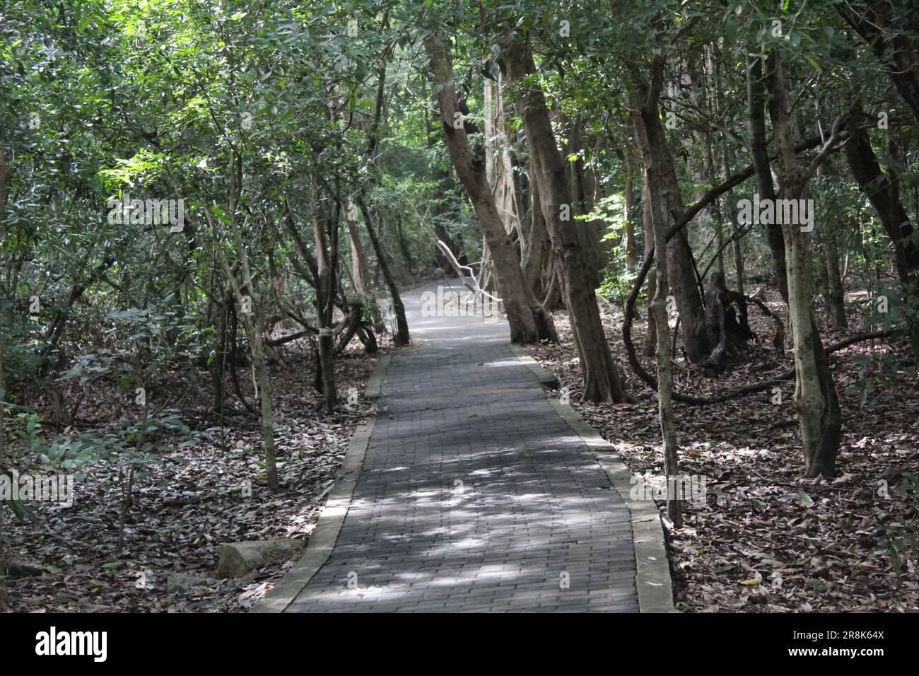 Jathika Namal Uyana, Dambulla,Sri Klanka Stock Photo - Alamy