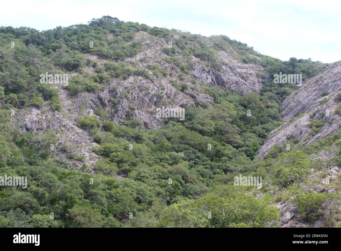 Jathika Namal Uyana, Dambulla,Sri Klanka Stock Photo - Alamy