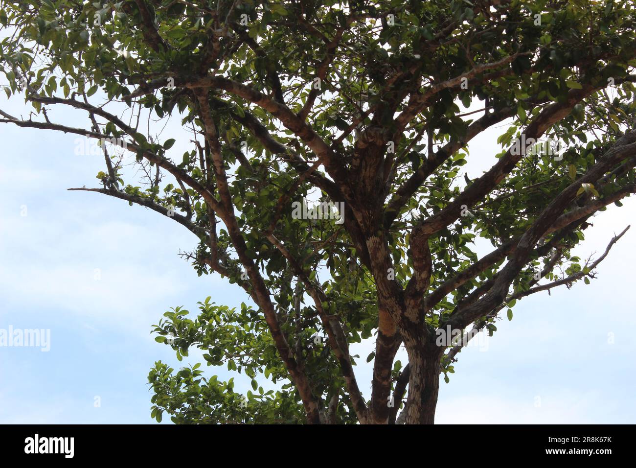 Jathika Namal Uyana, Dambulla,Sri Klanka Stock Photo - Alamy
