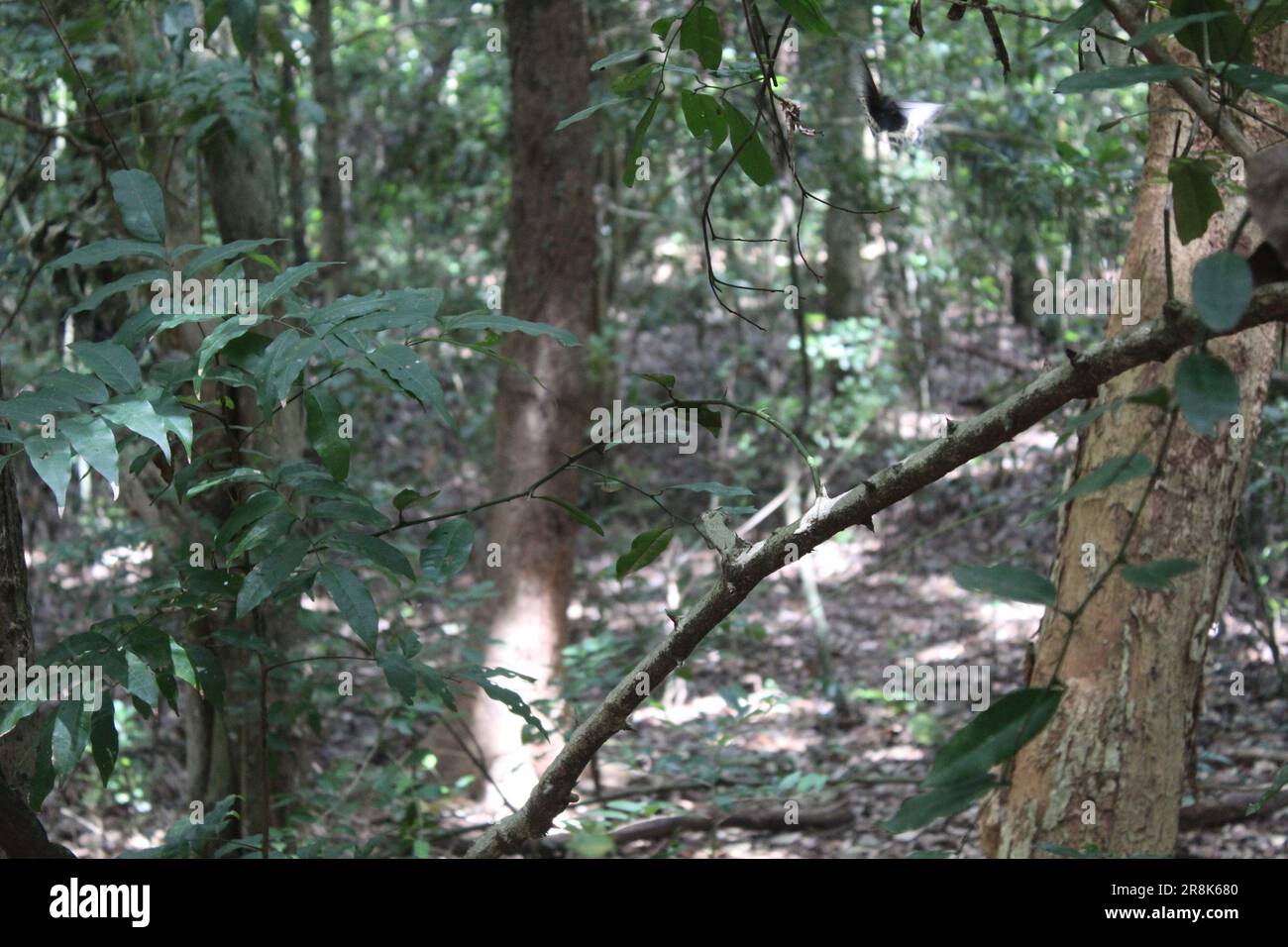 Jathika Namal Uyana, Dambulla,Sri Klanka Stock Photo - Alamy