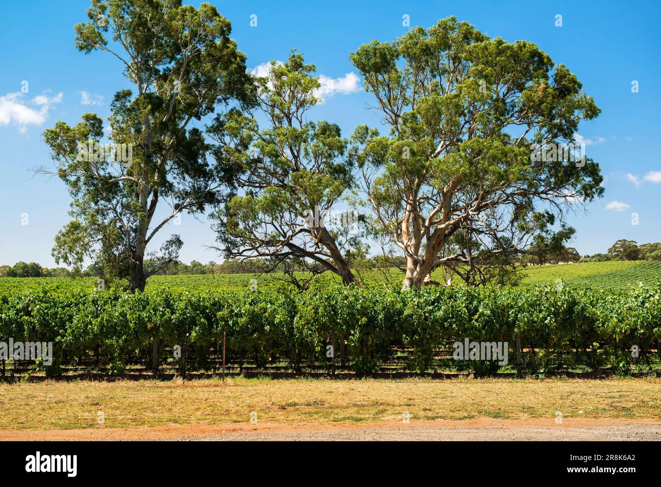 Chateau Yaldara Vineyard, Lyndoch, Barossa Valley, South Australia ...