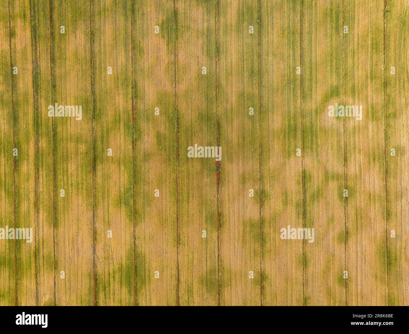 Aerial view of fields changing color from green to gold in early summer ...