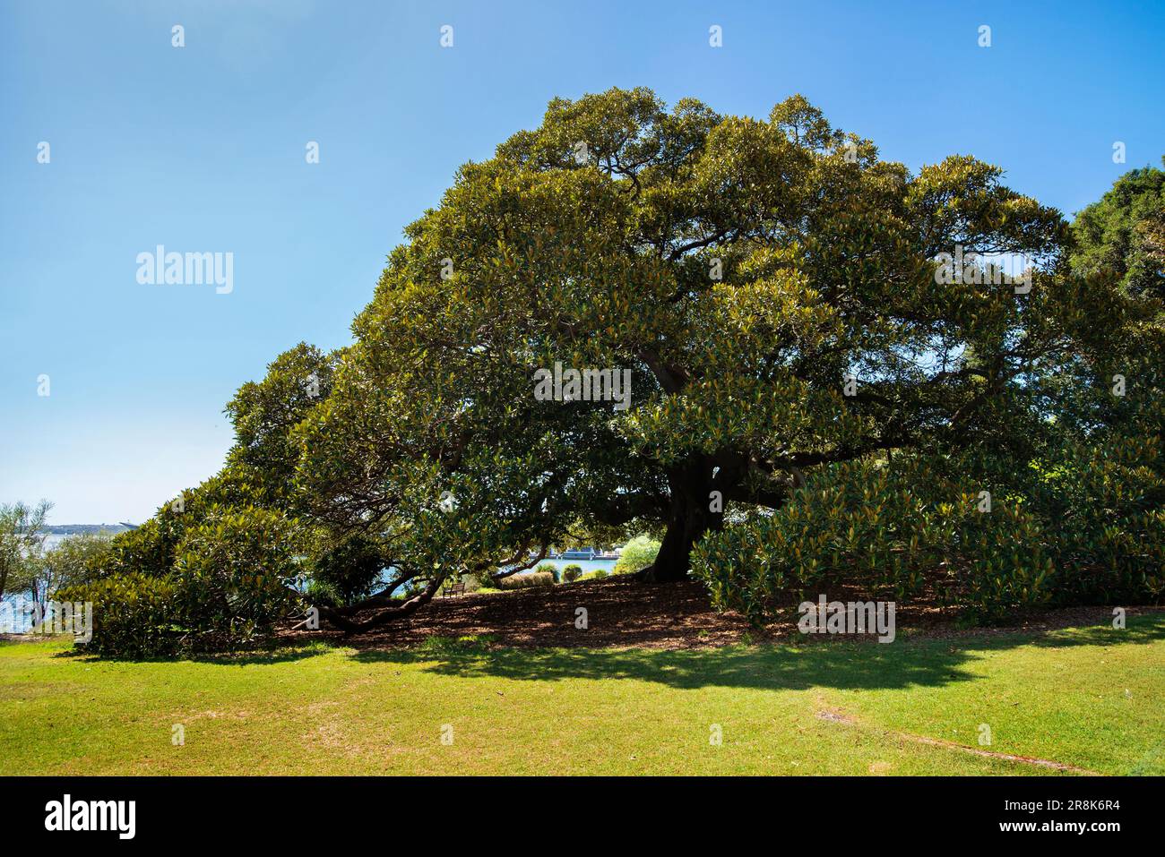 Fig Tree Lawn at the Royal Botanic Garden, Sydney, New South Wales ...