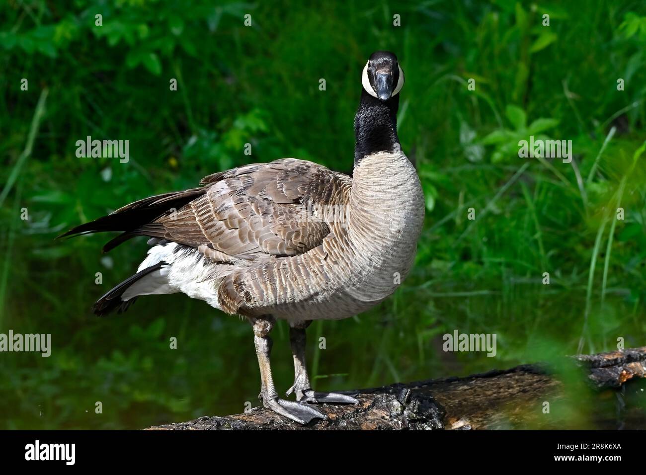 Wild goose portrait hi-res stock photography and images - Alamy