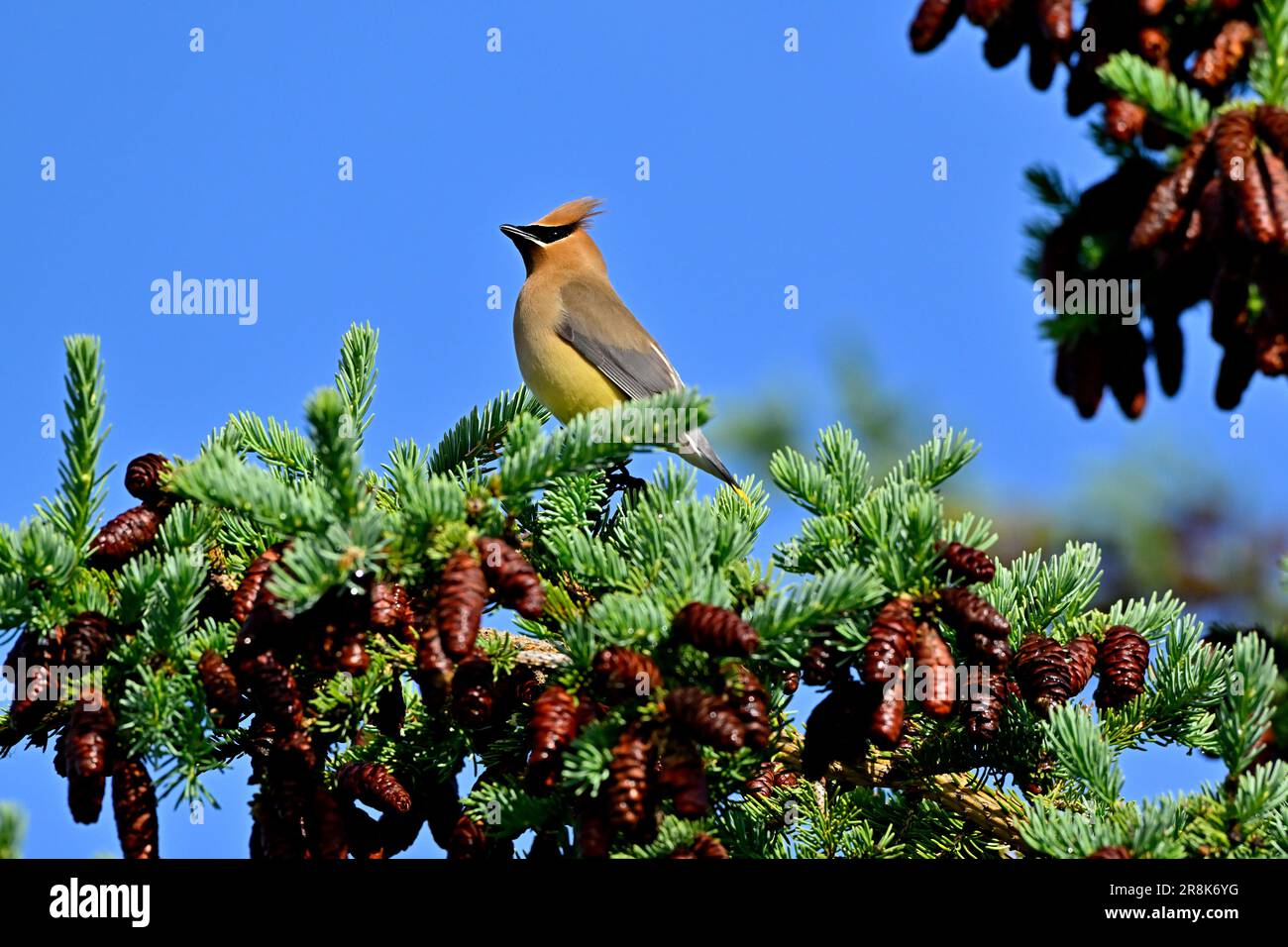 Black creast hi-res stock photography and images - Alamy