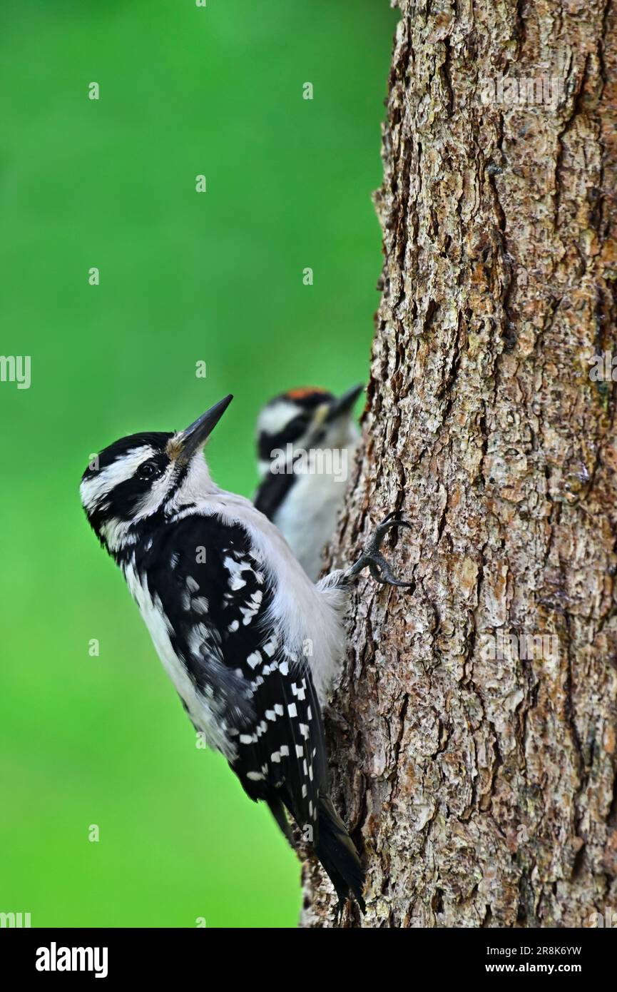 A female Hairy woodpecker "Picoides pubescens", with her chick climbing ...