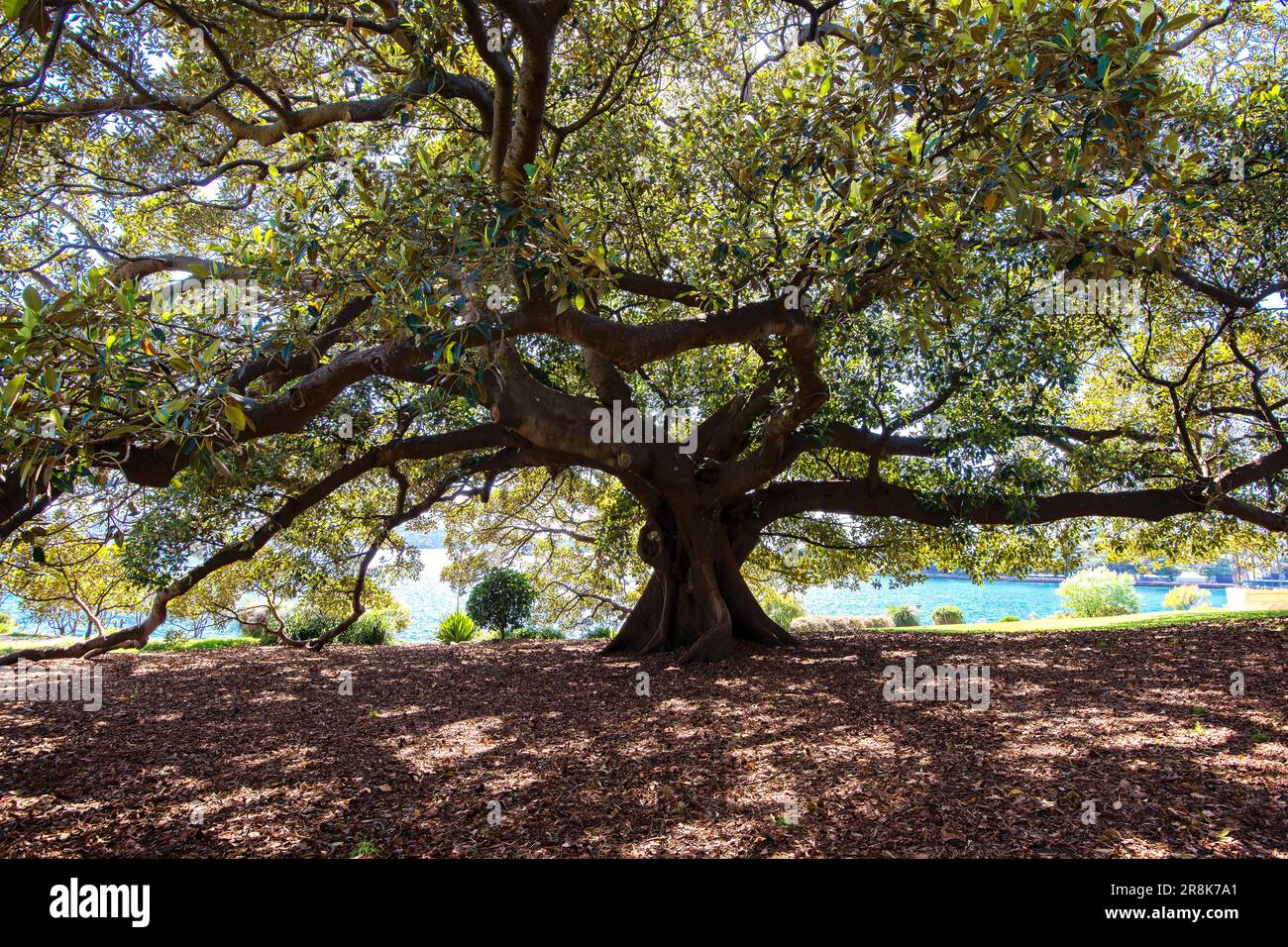 Moreton Bay Fig Tree with aerial roots at the Royal Botanic Garden ...