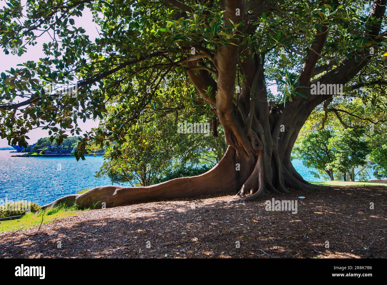 Moreton Bay Fig Tree with aerial roots at the Royal Botanic Garden ...