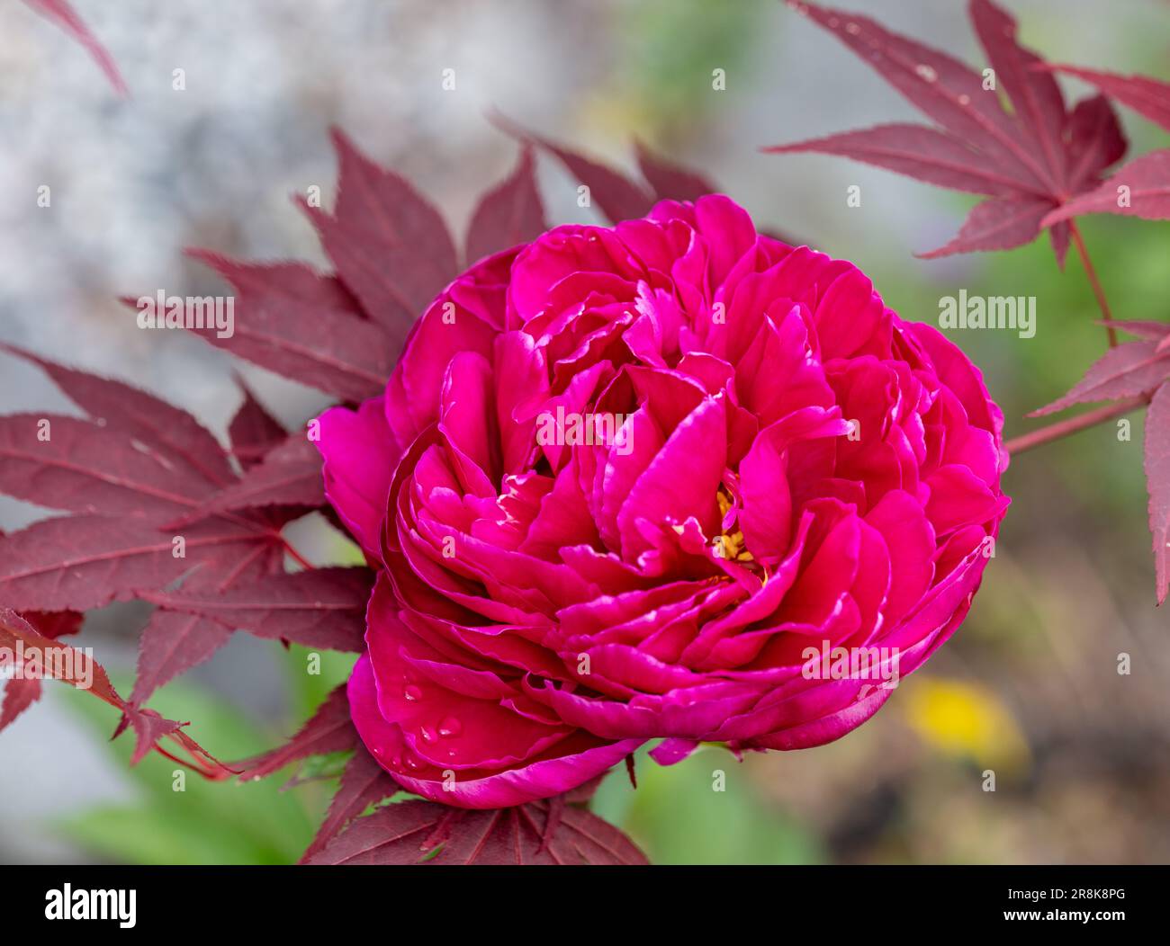 'Karl Rosenfield' Common garden peony, Luktpion (Paeonia lactiflora ...
