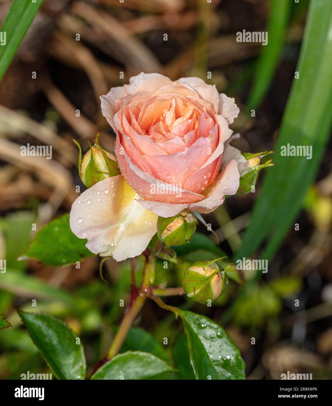Rosa shade hi-res stock photography and images - Alamy