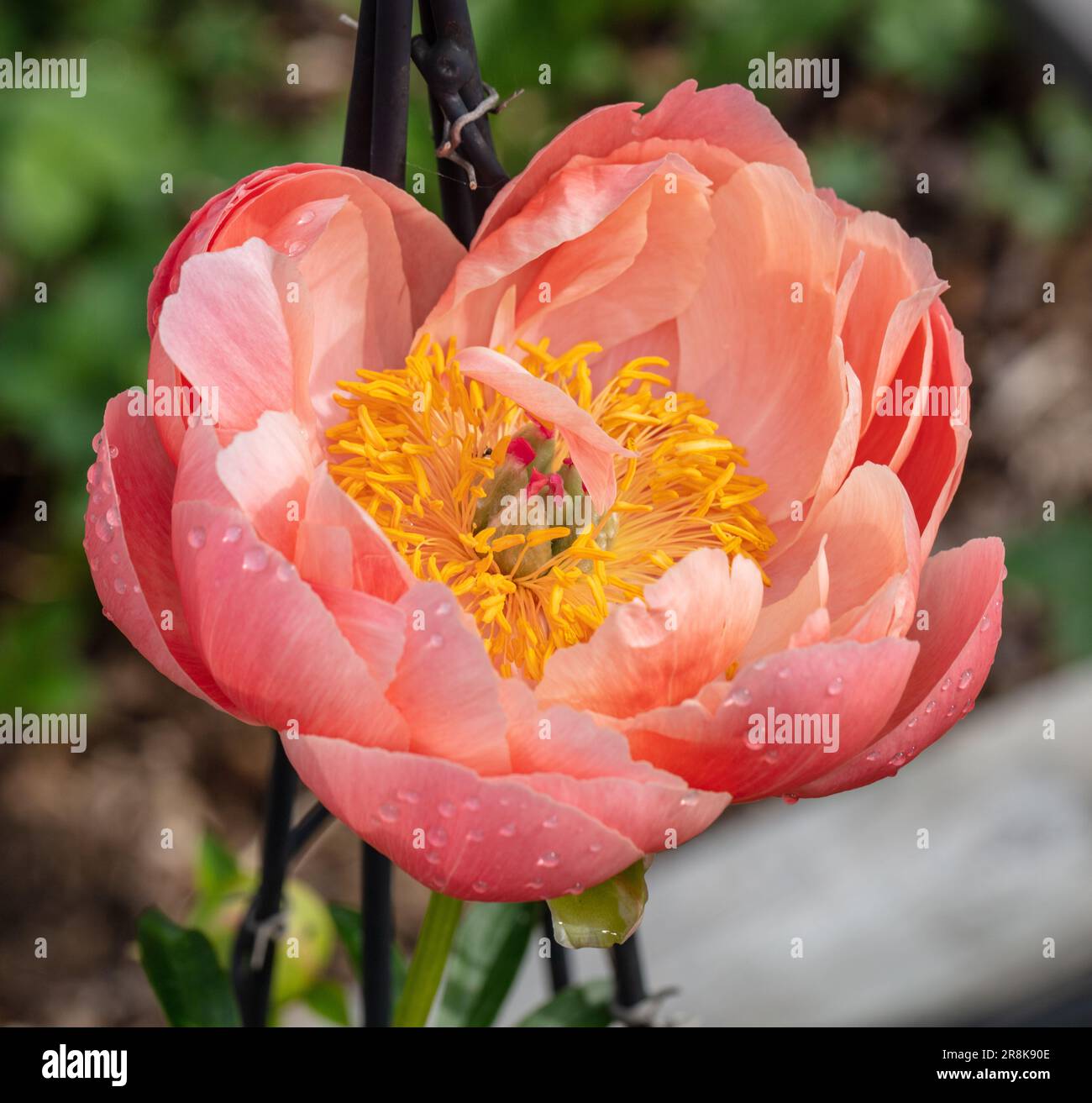 Coral peony hi-res stock photography and images - Alamy
