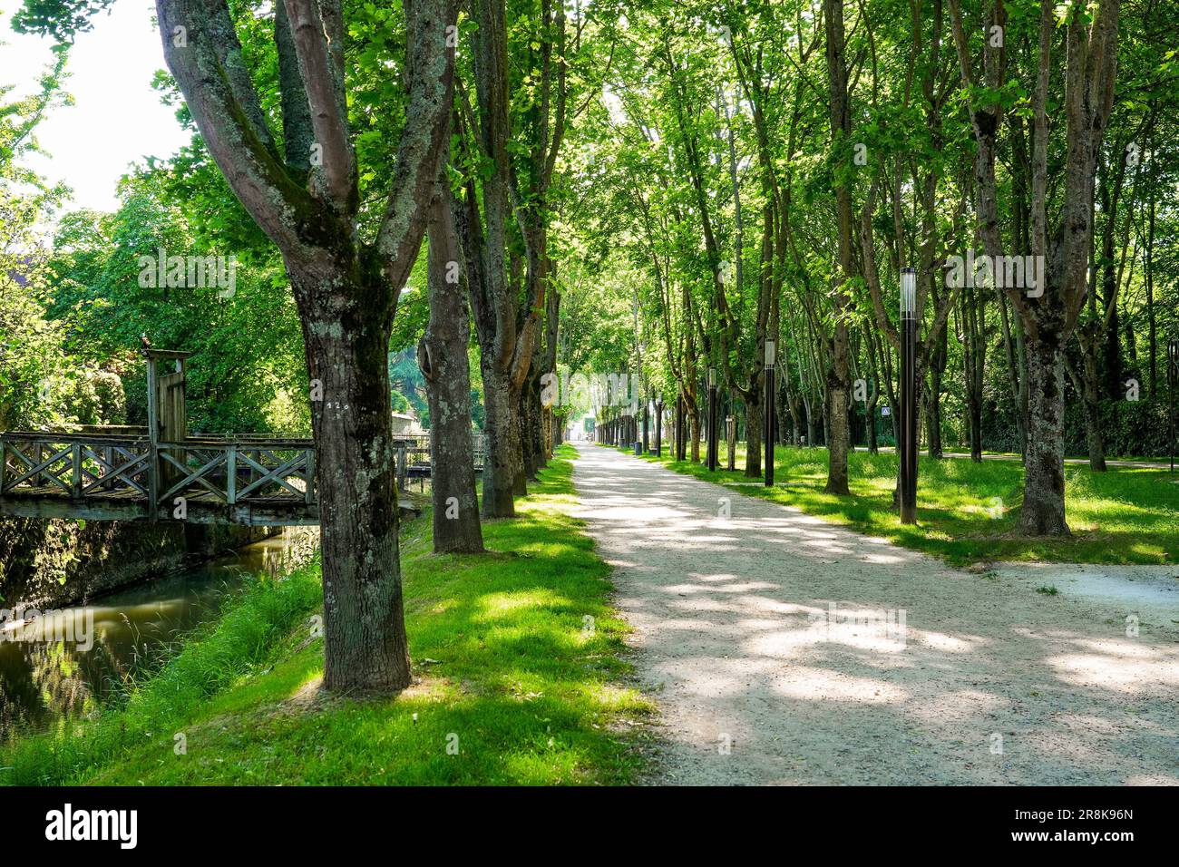 Tree-lined walkway in Crécy la Chapelle, a village in the French ...