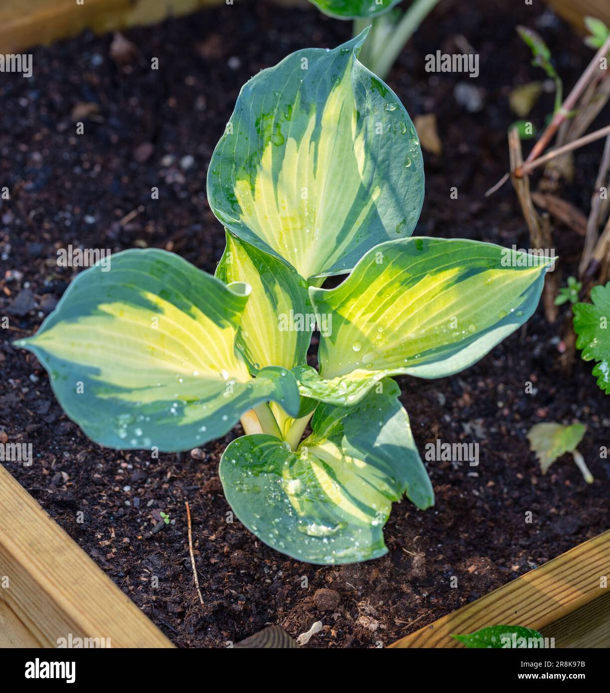 'Colored Hulk' Plantain lily, Blomsterfunkia (Hosta fortunei Stock ...