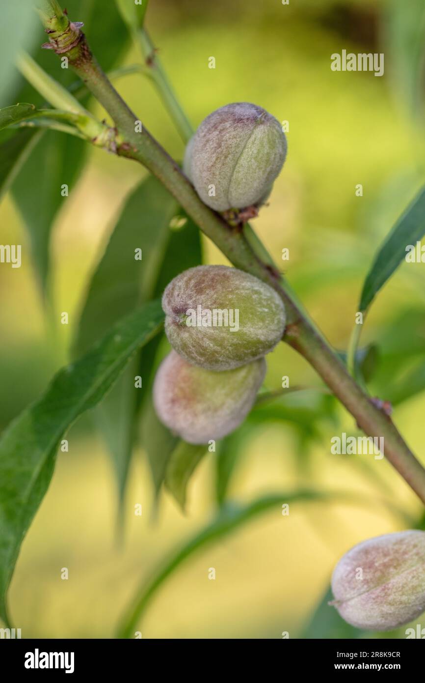 'Frost' Peach, Persika (Prunus persica Stock Photo - Alamy