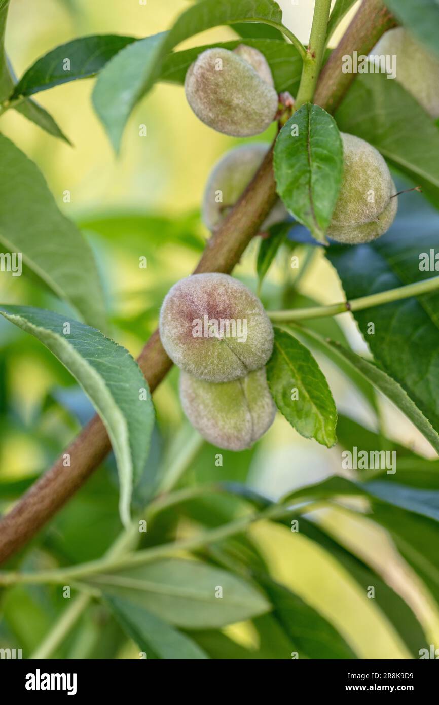 Vanlig persika hi-res stock photography and images - Alamy