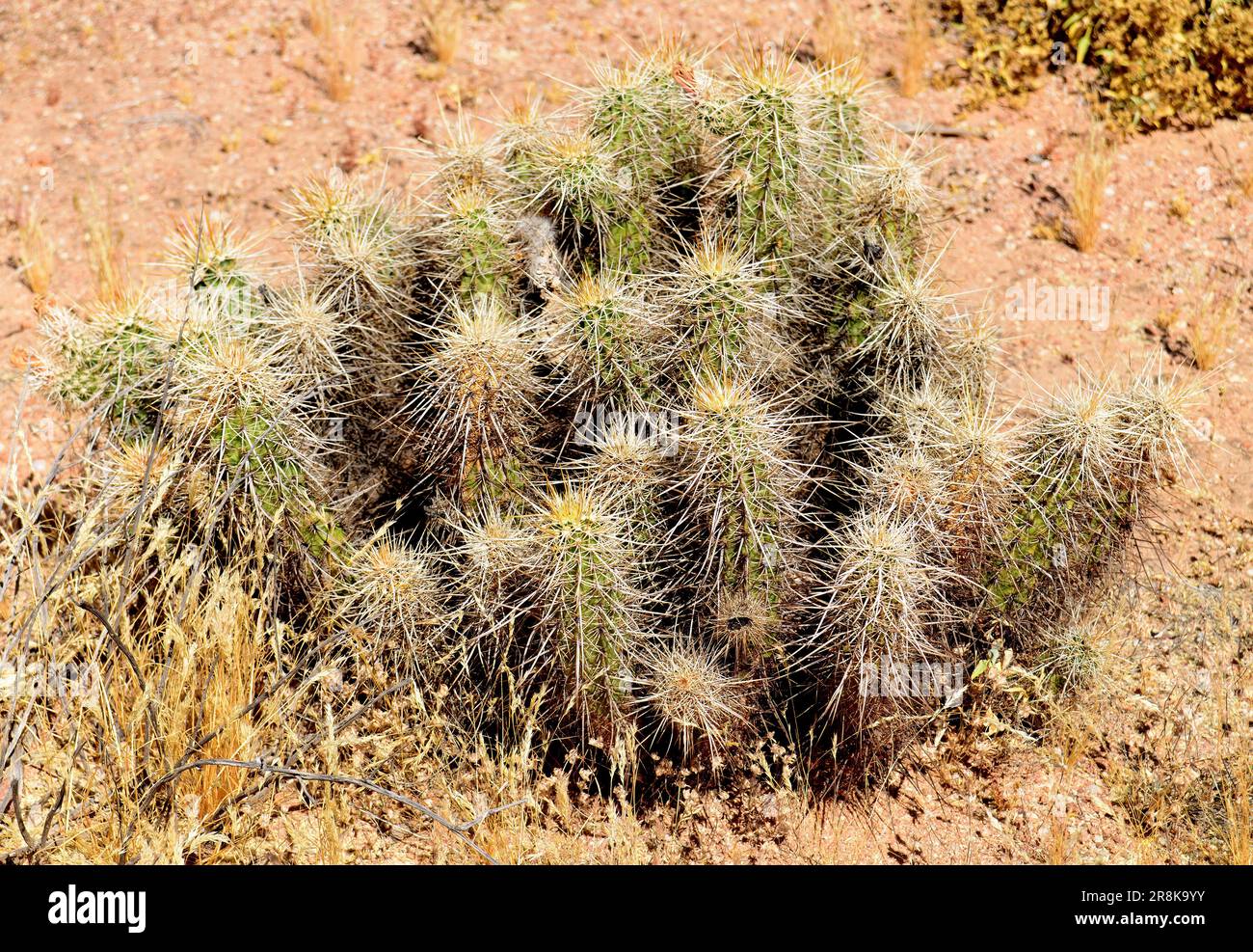 Hedge Hog cactus in the spring Arizona desert Stock Photo - Alamy