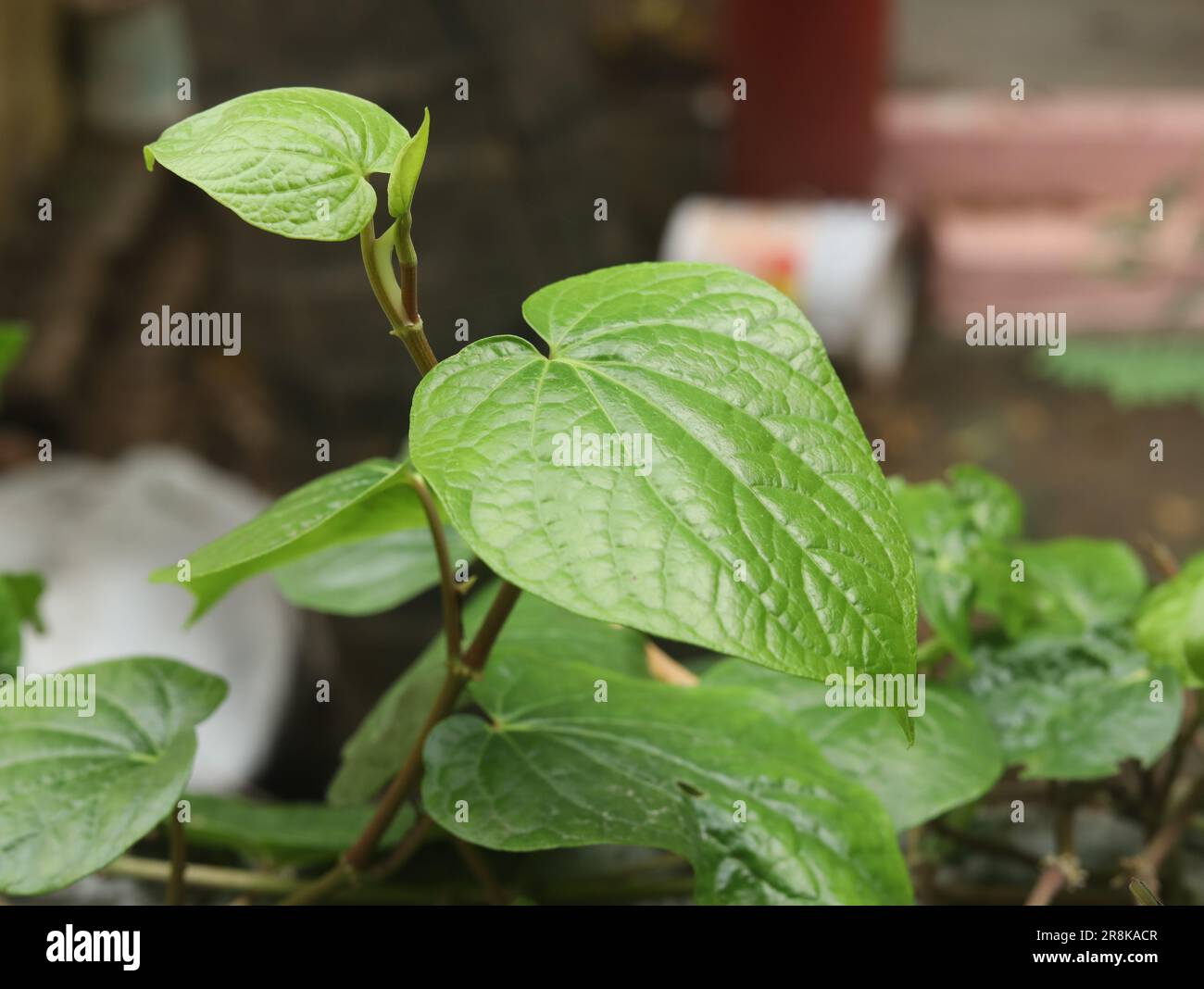 Betel health benefits hi-res stock photography and images - Alamy