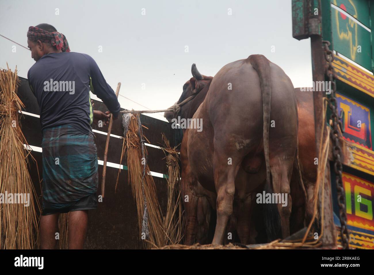 Cattle sellers unloading oxen from a Truck near a cattle market ahead ...