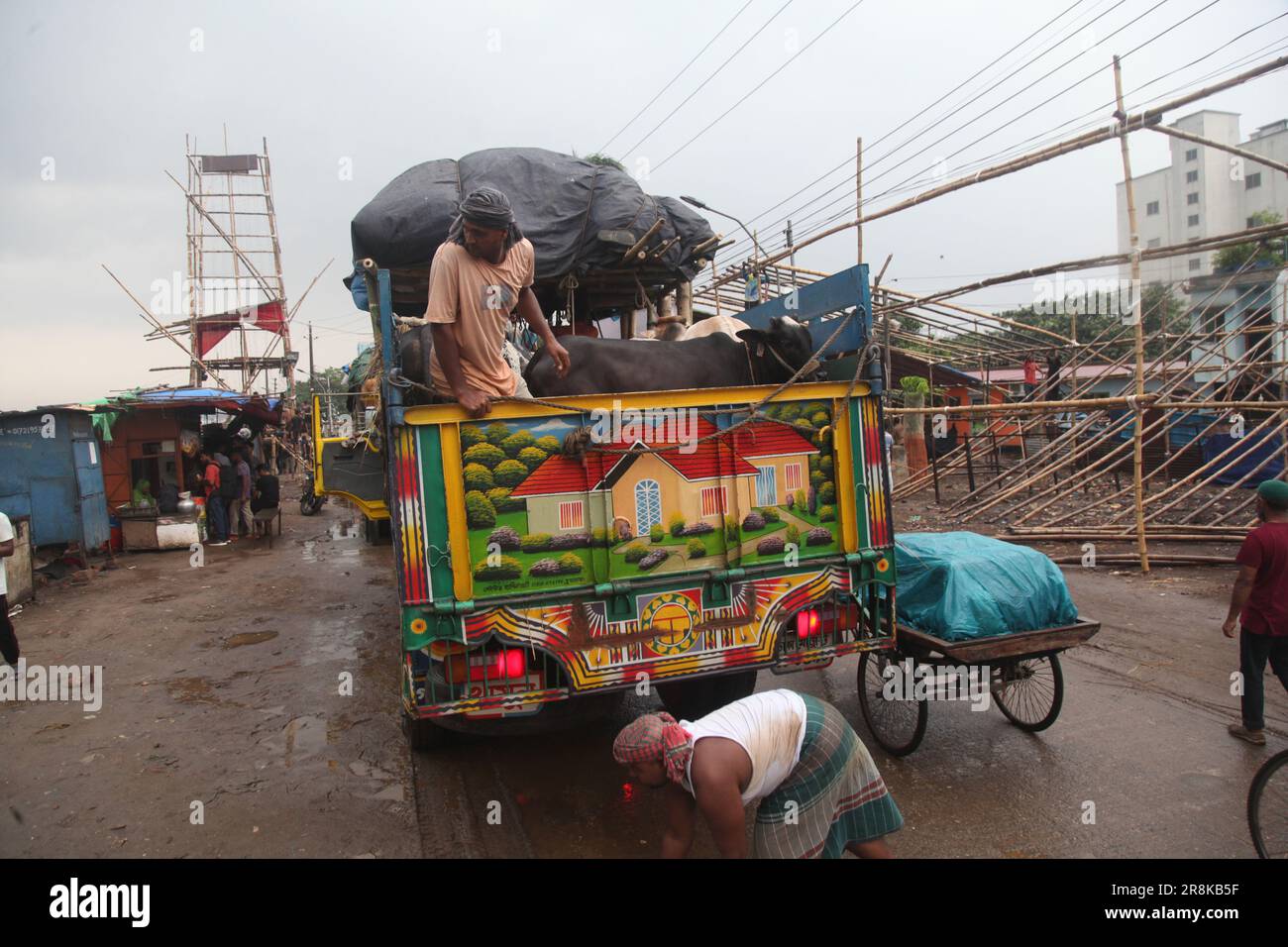 Dhaka, Bangladesh.on 20jun 2023 . Cows in a truck wait for unload at a cattle market before the ...
