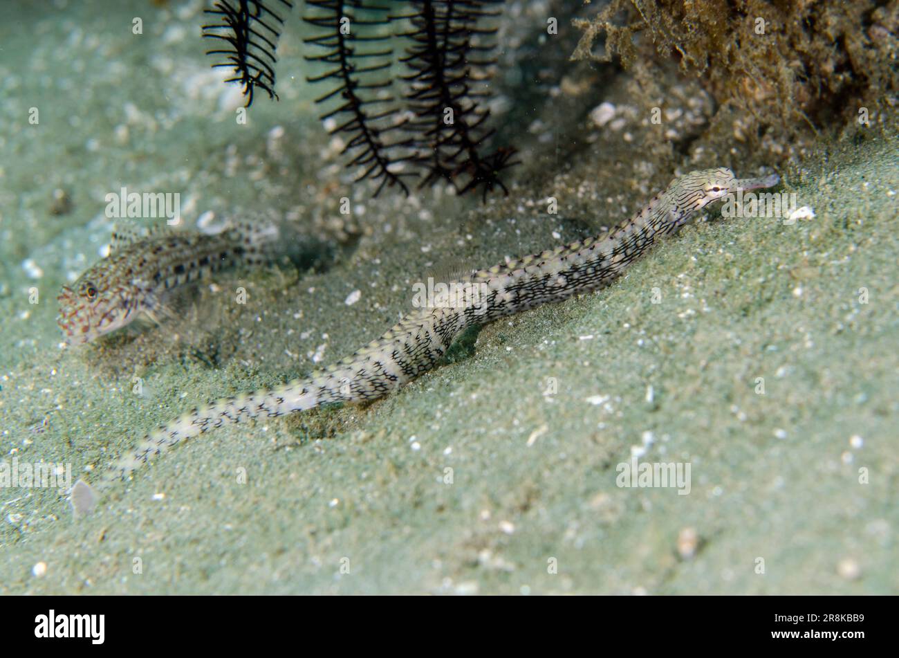 Reeftop Pipefish, Corythoichthys haematopterus, Laha dive site, Ambon ...