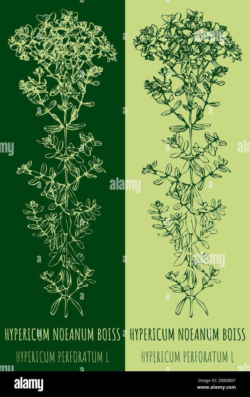 Vector drawings Perforate St Johns wort. Hand drawn illustration. Latin ...