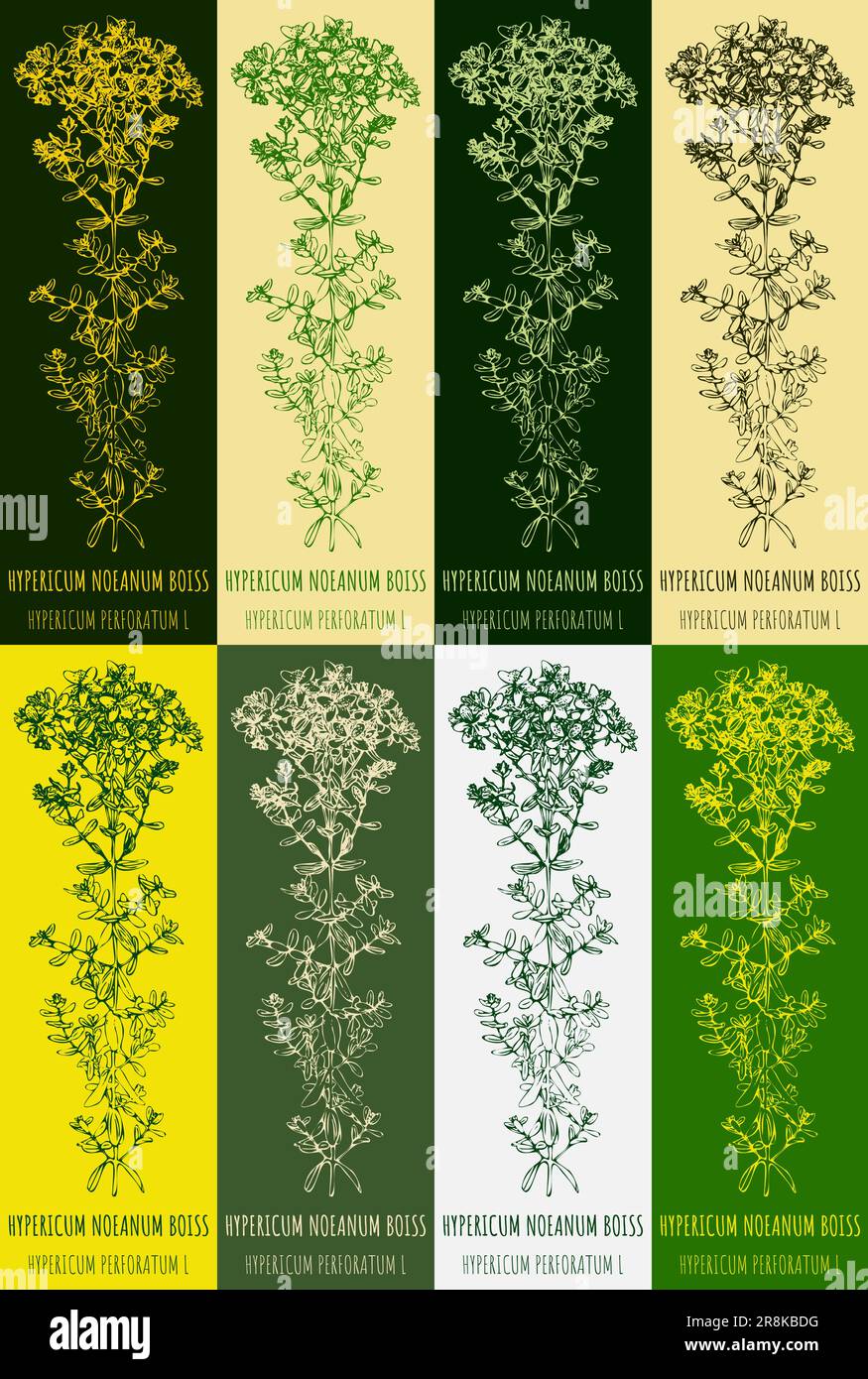 Set of vector drawings of Perforate St Johns wort in different colors ...