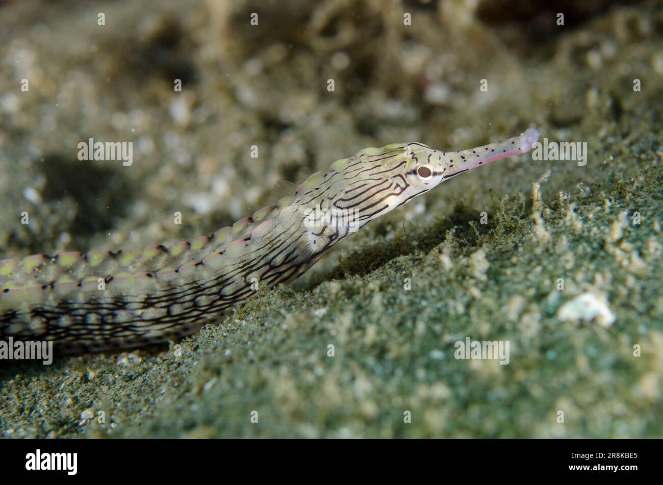 Reeftop Pipefish, Corythoichthys haematopterus, Laha dive site, Ambon ...