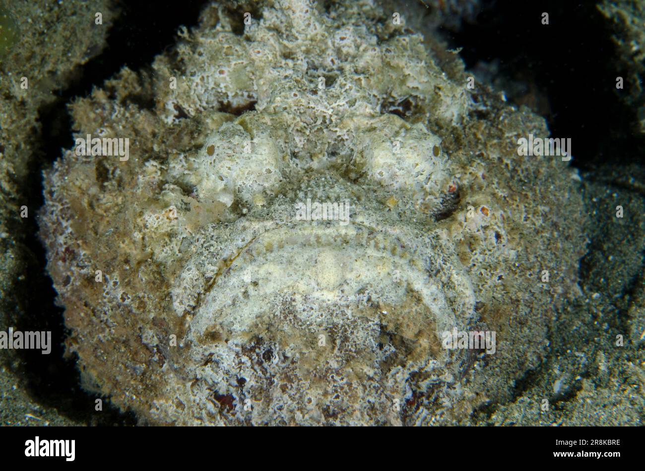 Reef Stonefish, Synanceia verrucosa, Laha dive site, Ambon, Maluku ...