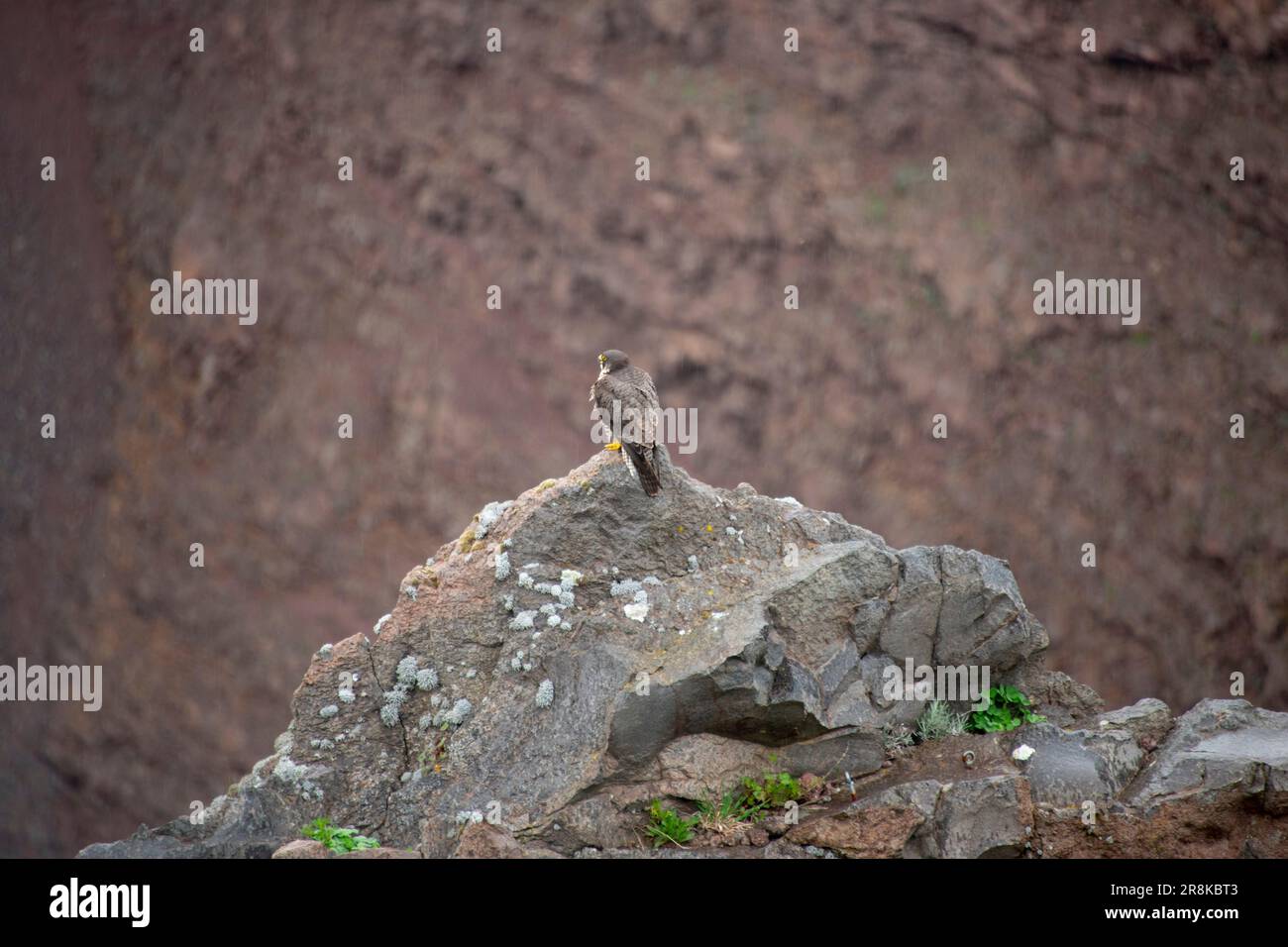Peregrine Falcon on Mount Vesuvius Stock Photo - Alamy