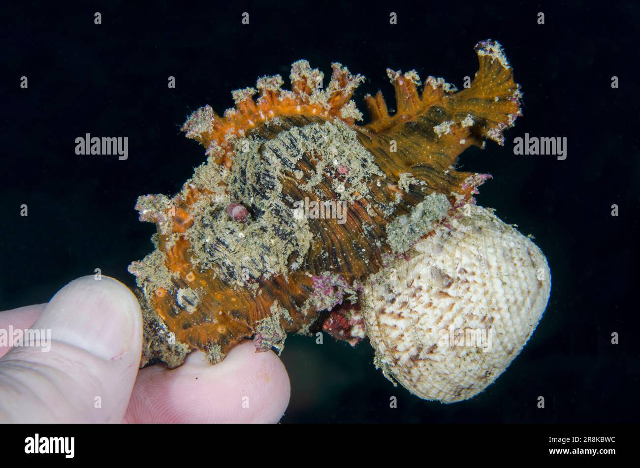 Man holding Ramose Murex, Chicoreus ramosus, attacking Elongate Heart ...