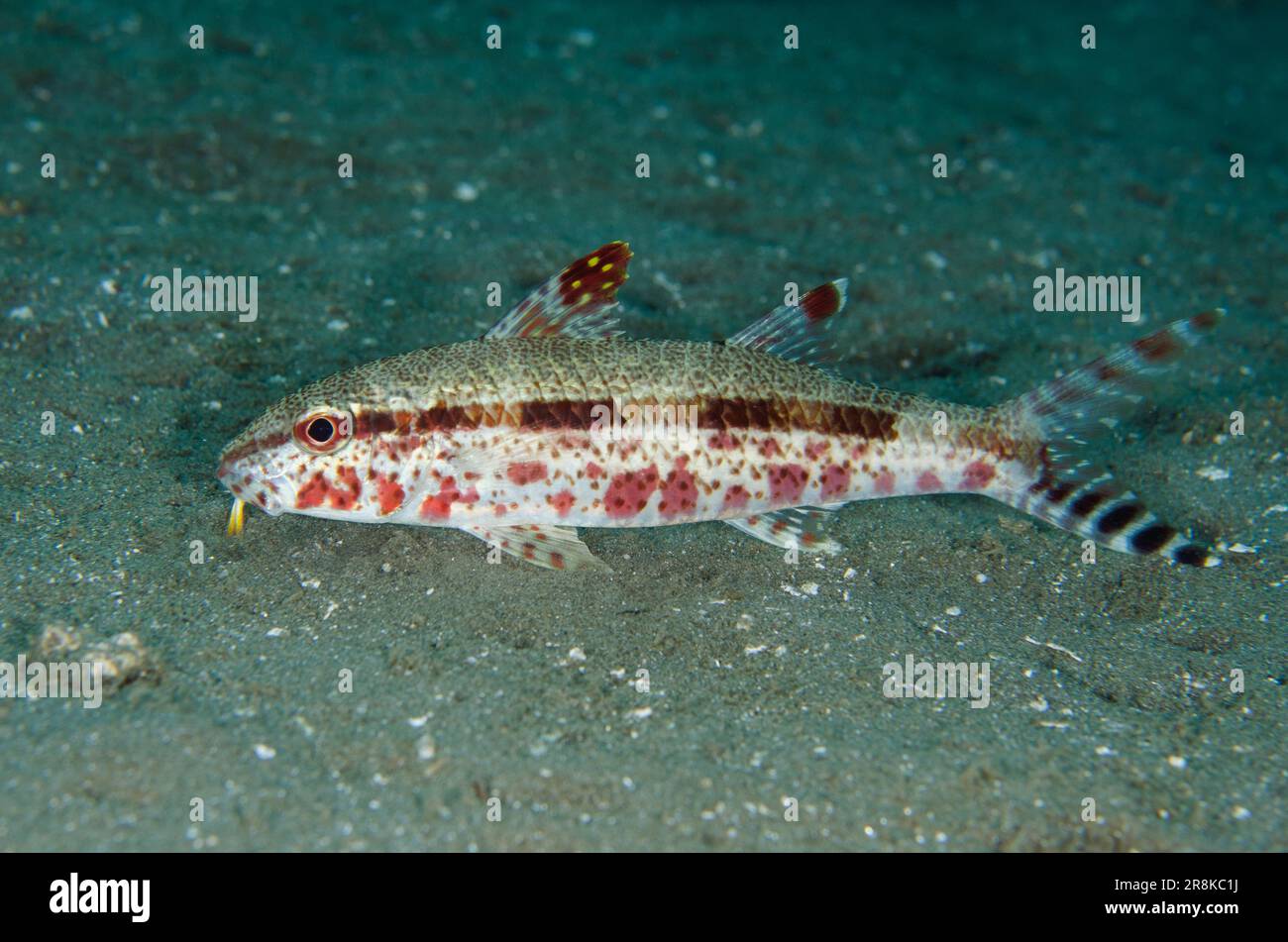 Freckled Goatfish, Upeneus tragula, Laha dive site, Ambon, Maluku ...