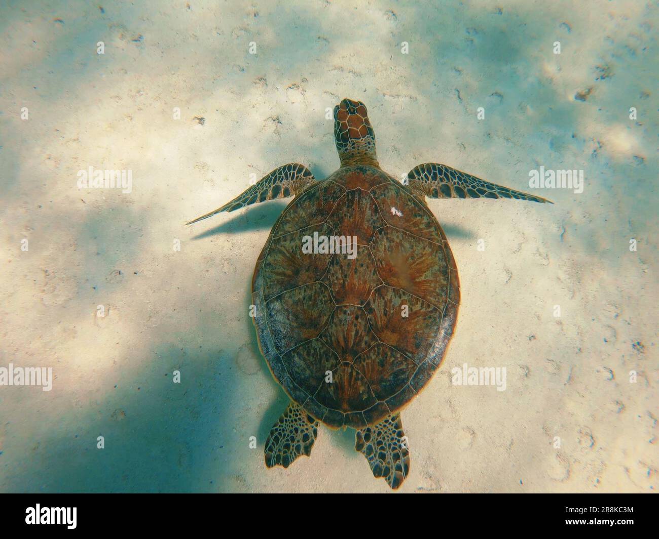 Turtleswimming hi-res stock photography and images - Alamy