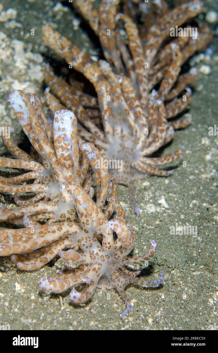 Long-cirri Phyllodesmium Nudibranch, Phyllodesmium longicirrum, Laha ...