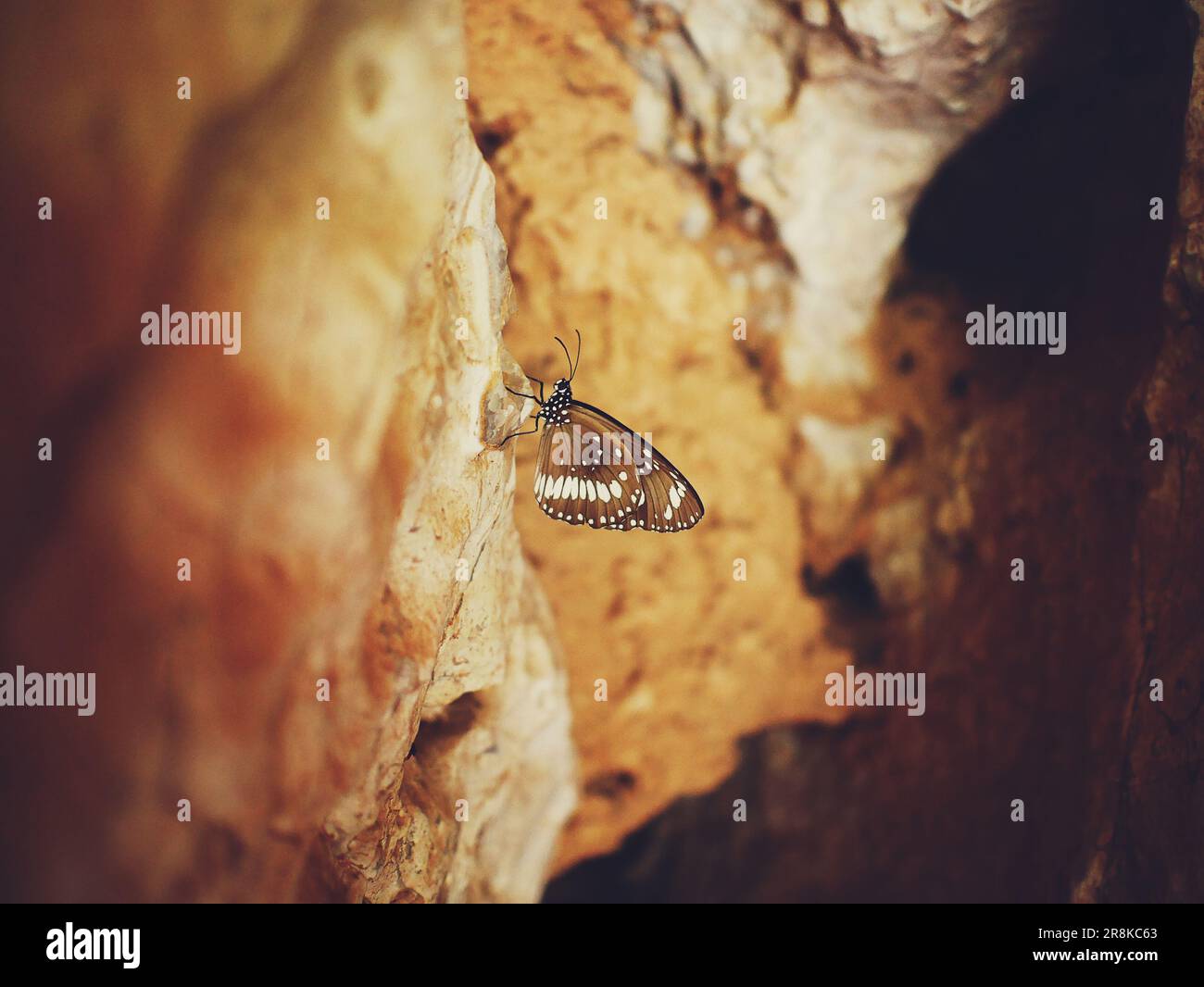 Windjanagorge hi-res stock photography and images - Alamy