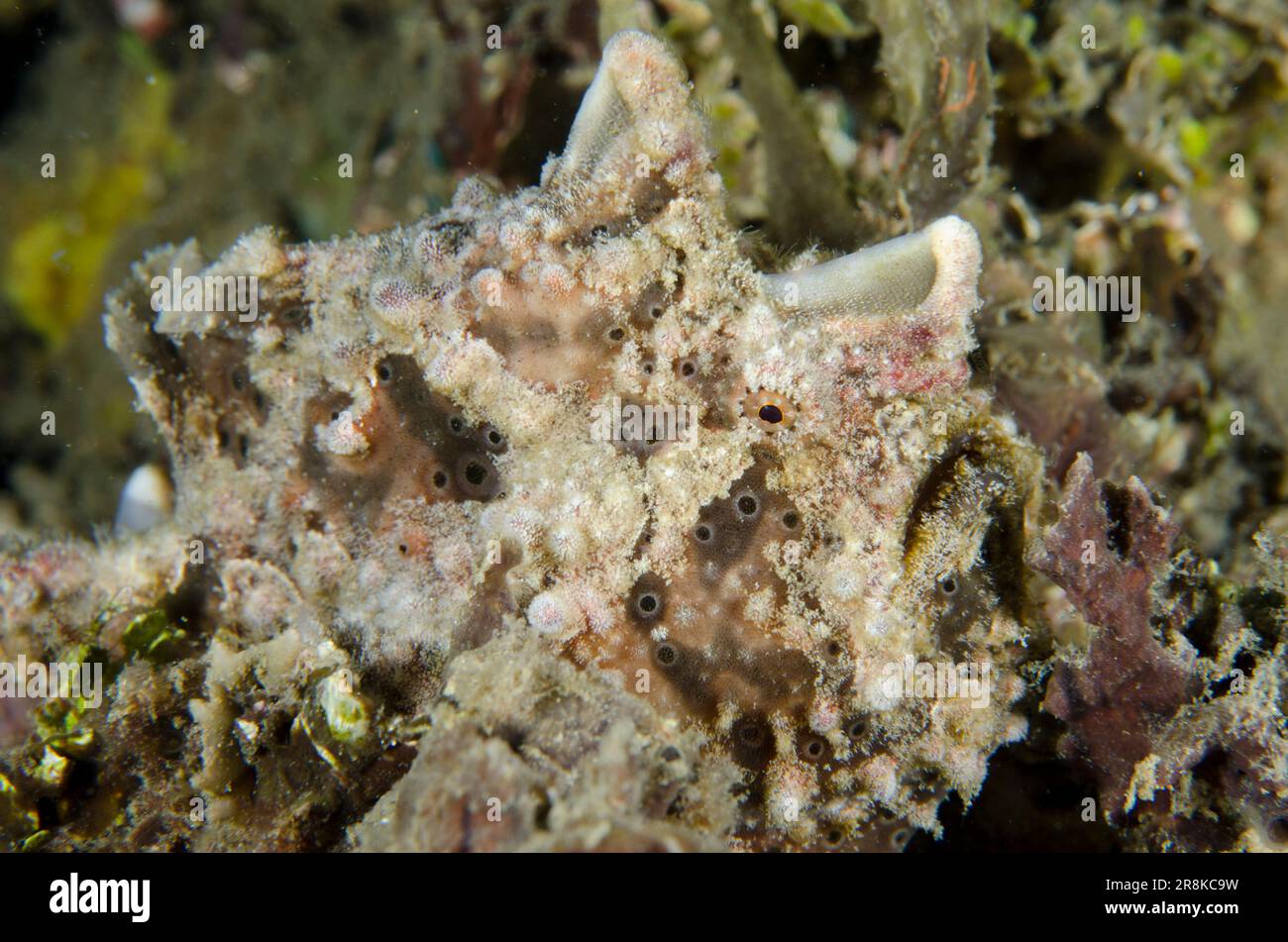 Warty Frogfish, Antennarius maculatus, Laha dive site, Ambon, Maluku ...