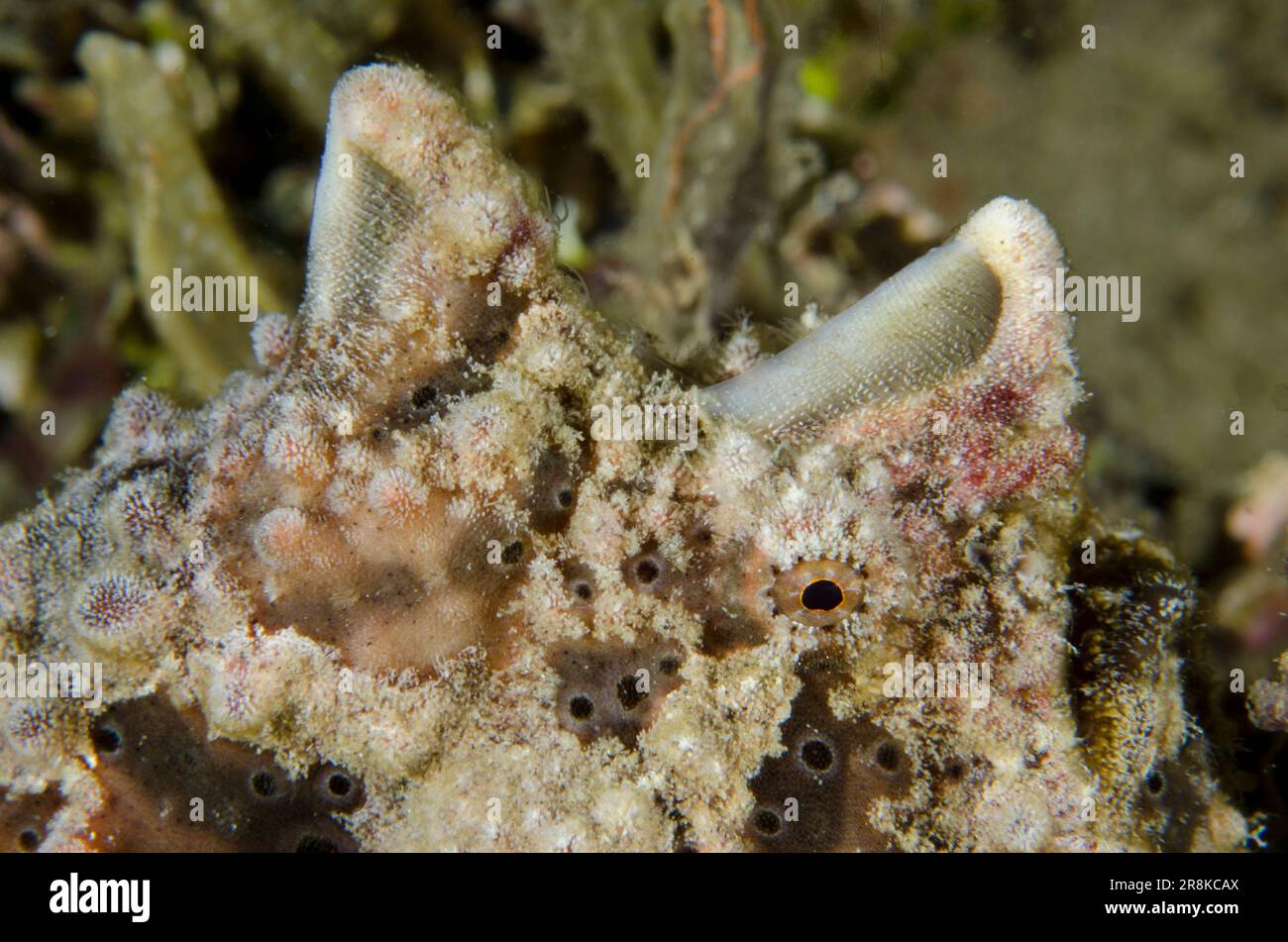 Warty Frogfish, Antennarius maculatus, Laha dive site, Ambon, Maluku ...