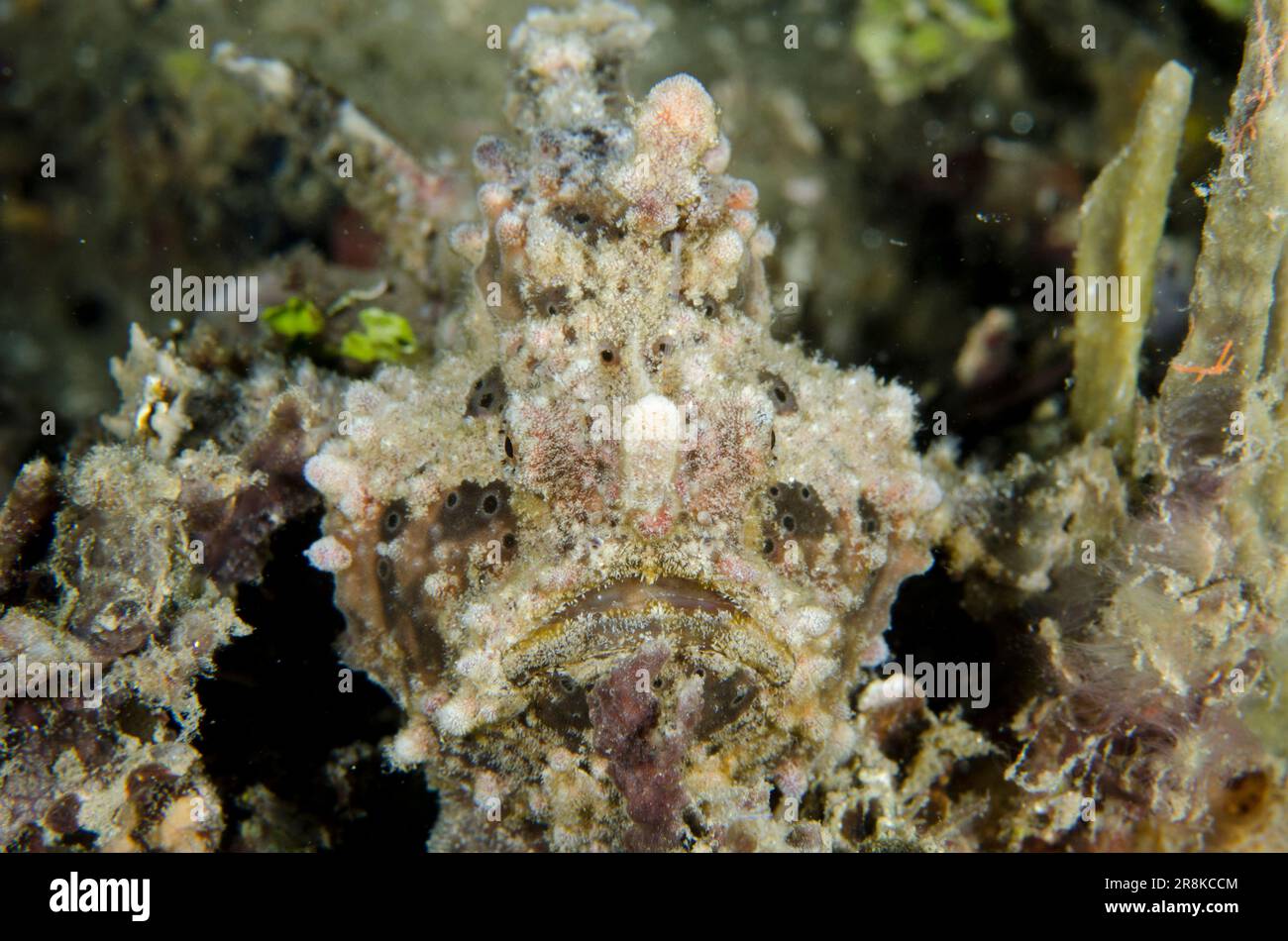 Warty Frogfish, Antennarius maculatus, Laha dive site, Ambon, Maluku ...