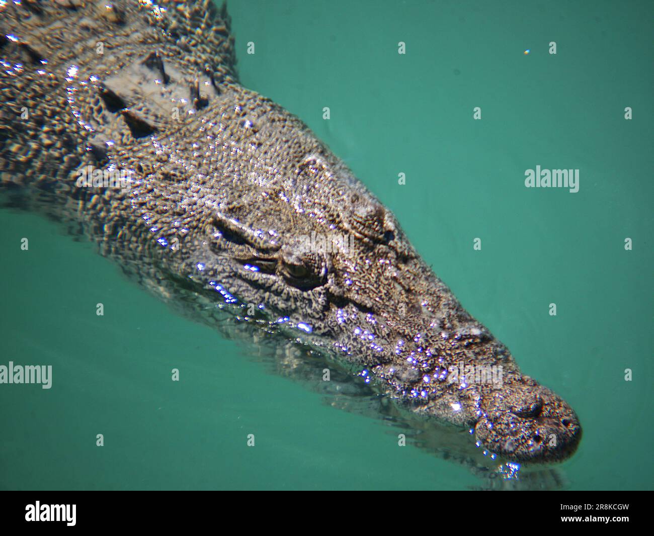 Salt Water Crocodile in the Water, The Kimberley Western Australia ...