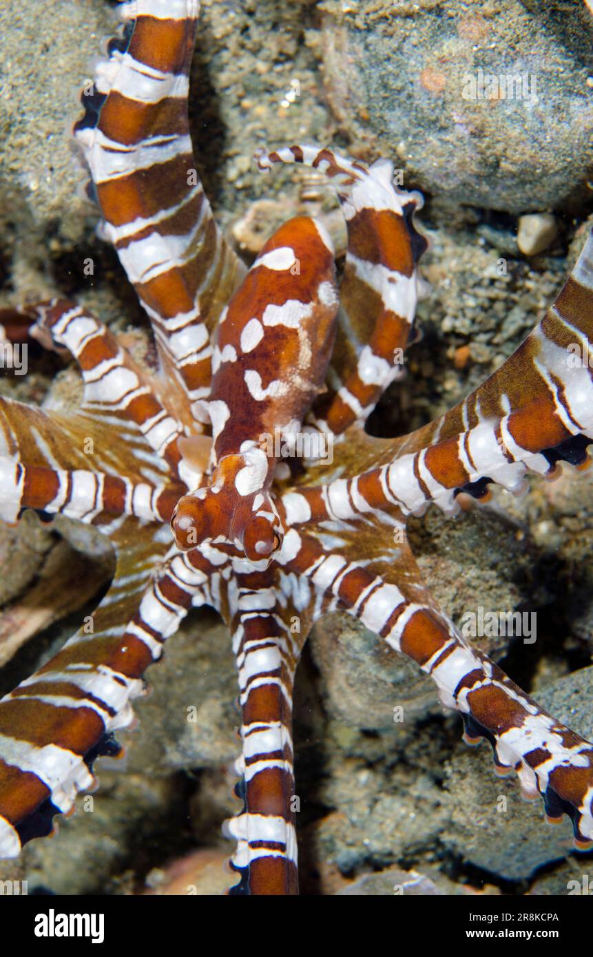 Wunderpus Octopus, Octopus photogenicus, Laha dive site, Ambon, Maluku ...