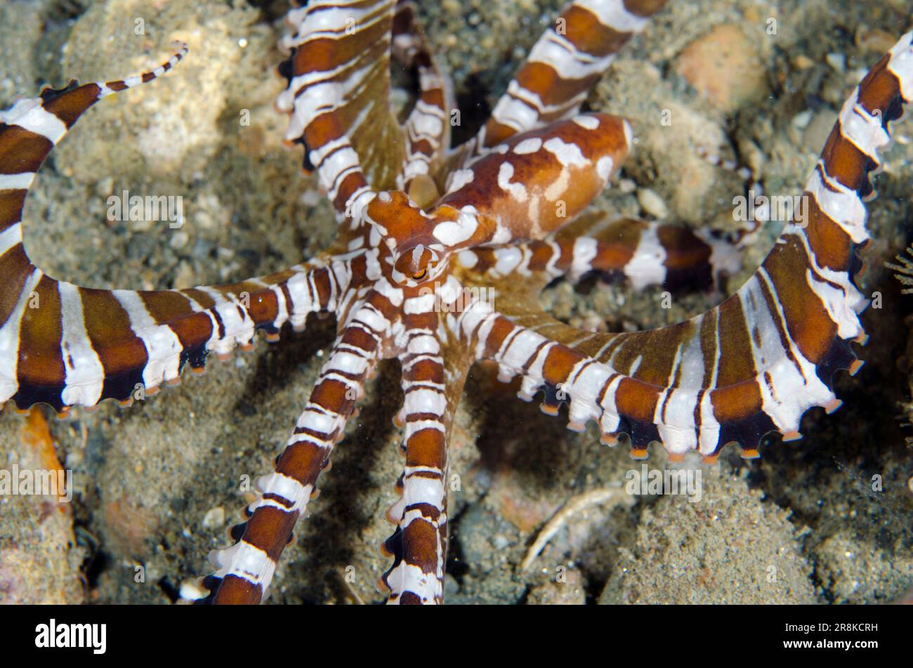Wunderpus Octopus, Octopus photogenicus, Laha dive site, Ambon, Maluku ...